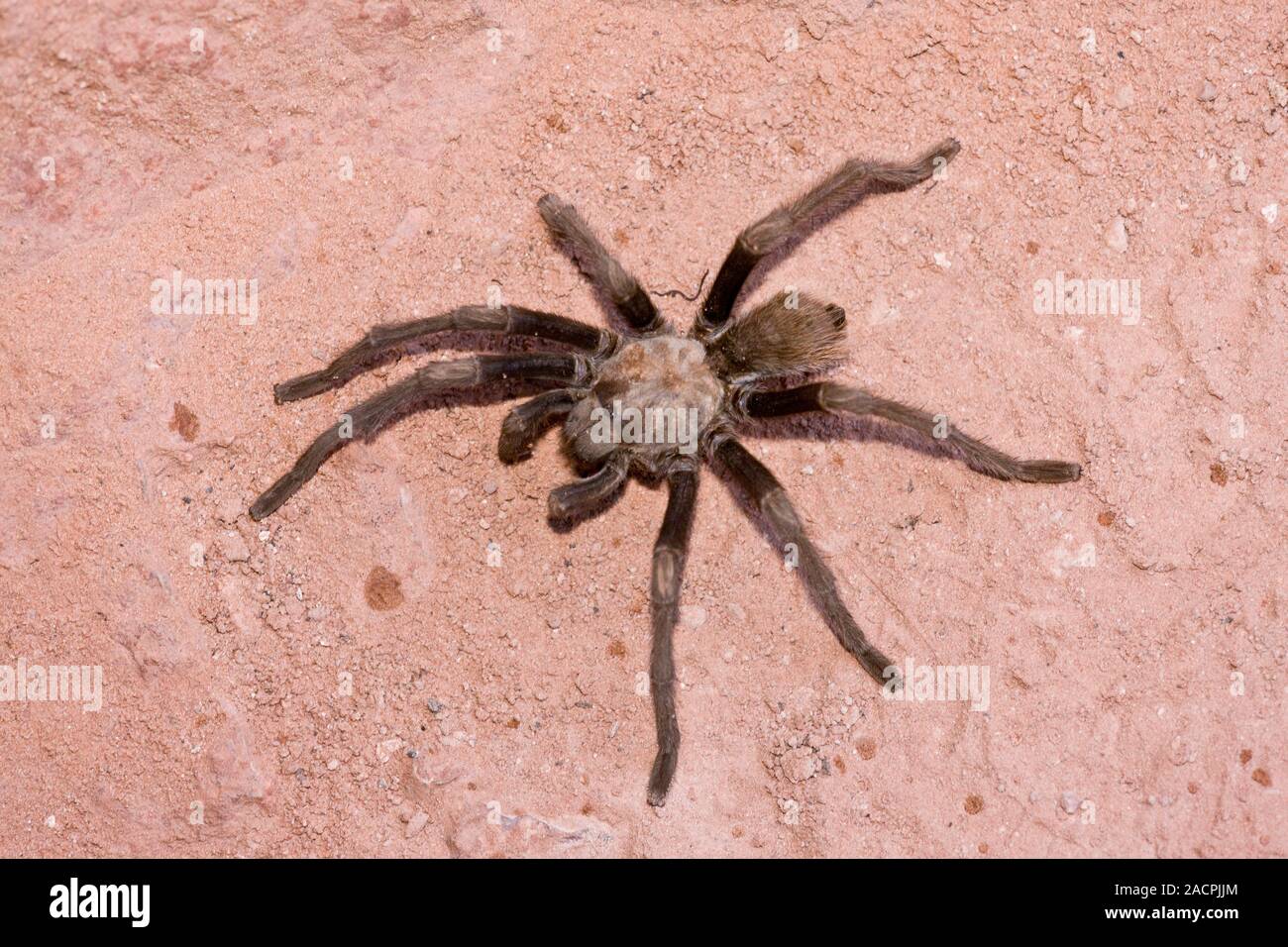 Desert Tarantula (Aphonopelma chalcodes), crossing a path in Zion ...