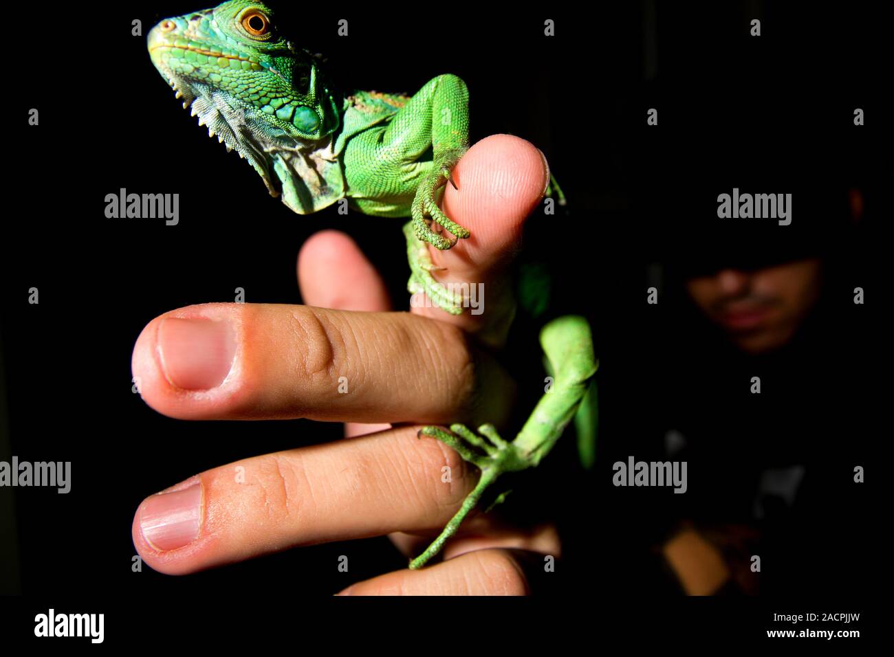 Iguana hand hi-res stock photography and images - Alamy