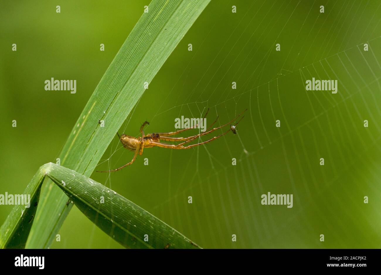 Common Hammock-weaver (Linyphia triangularis), also known as Money ...