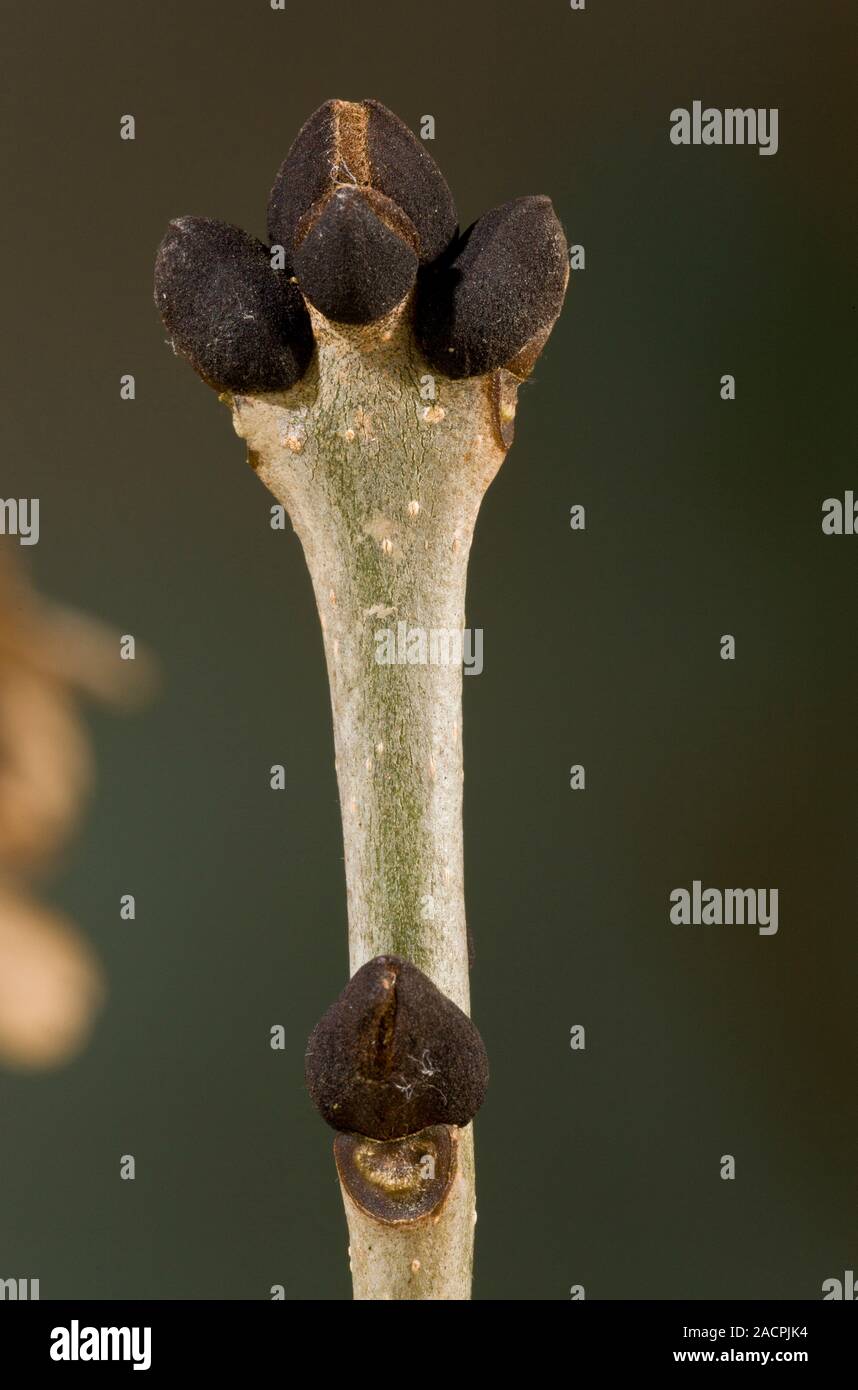 Winter buds on an Ash tree (Fraxinus excelsior Stock Photo - Alamy
