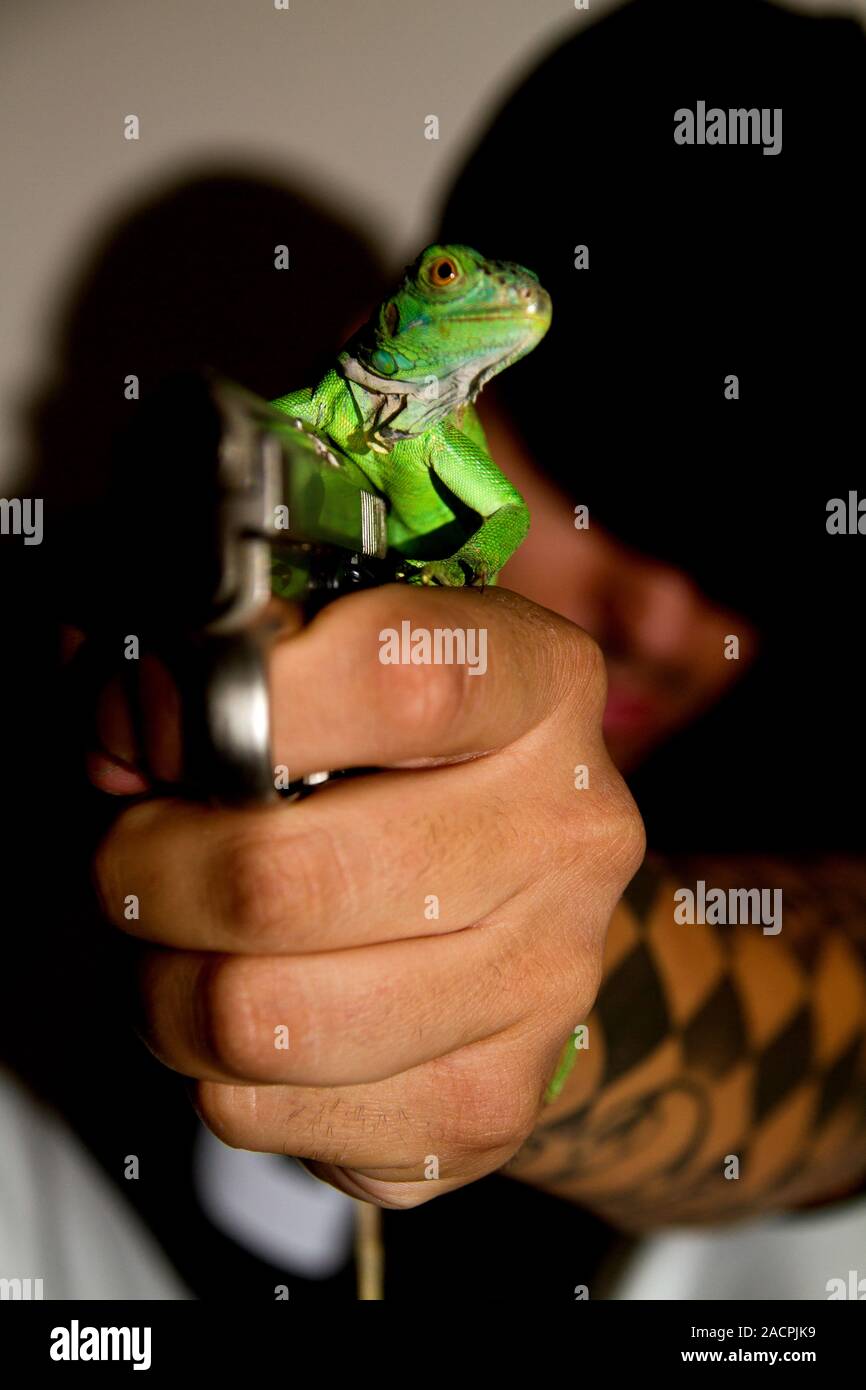 man and iguana Stock Photo - Alamy