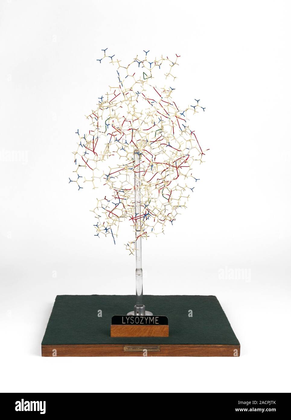 Lysozyme. Model of a molecule of lysozyme, an enzyme that was the first ...
