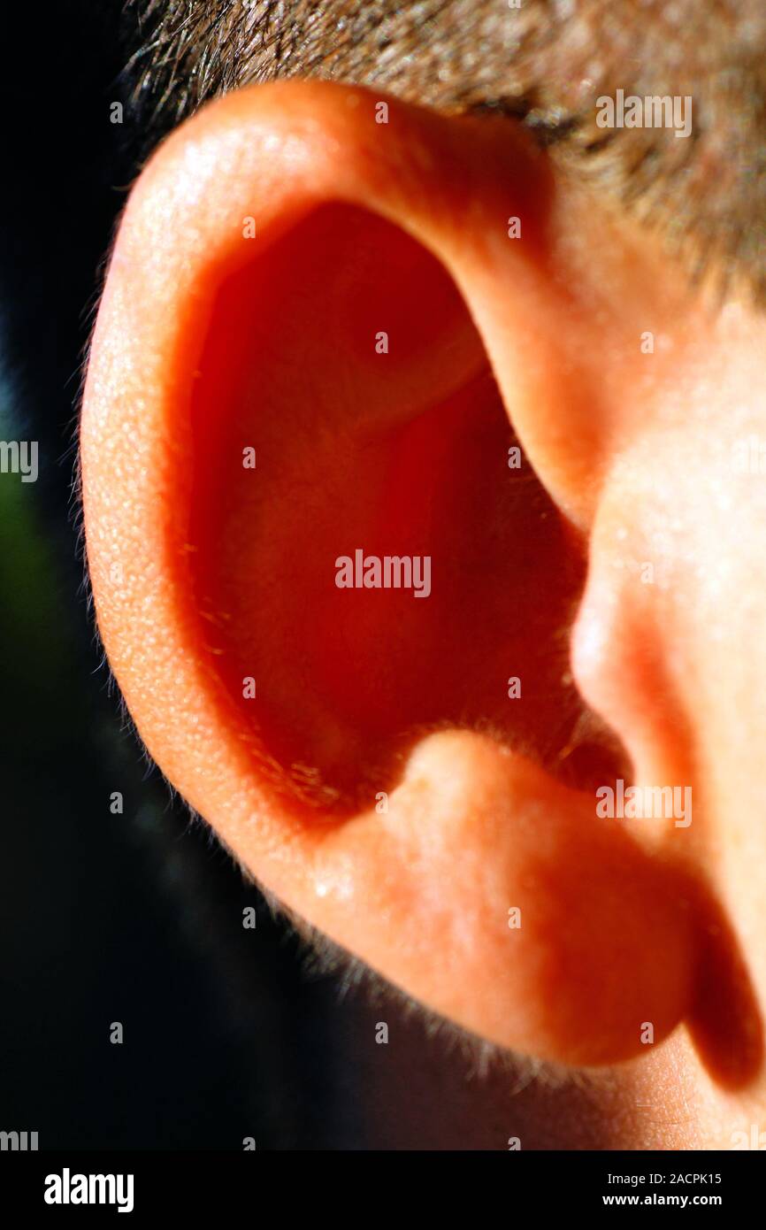 Ear macro hi-res stock photography and images - Alamy