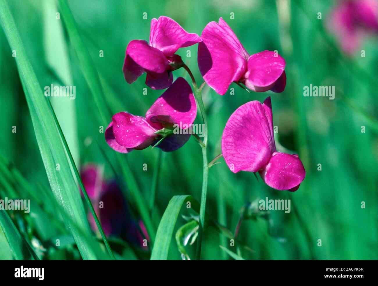 Tuberous pea (Lathyrus tuberosus) flowers. Also called earthnut pea or ...