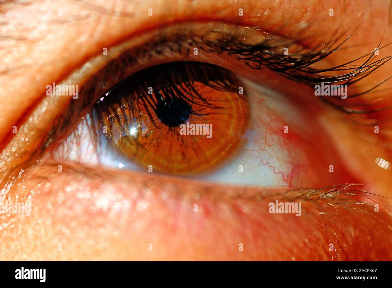 Eye lit by sun Stock Photo - Alamy