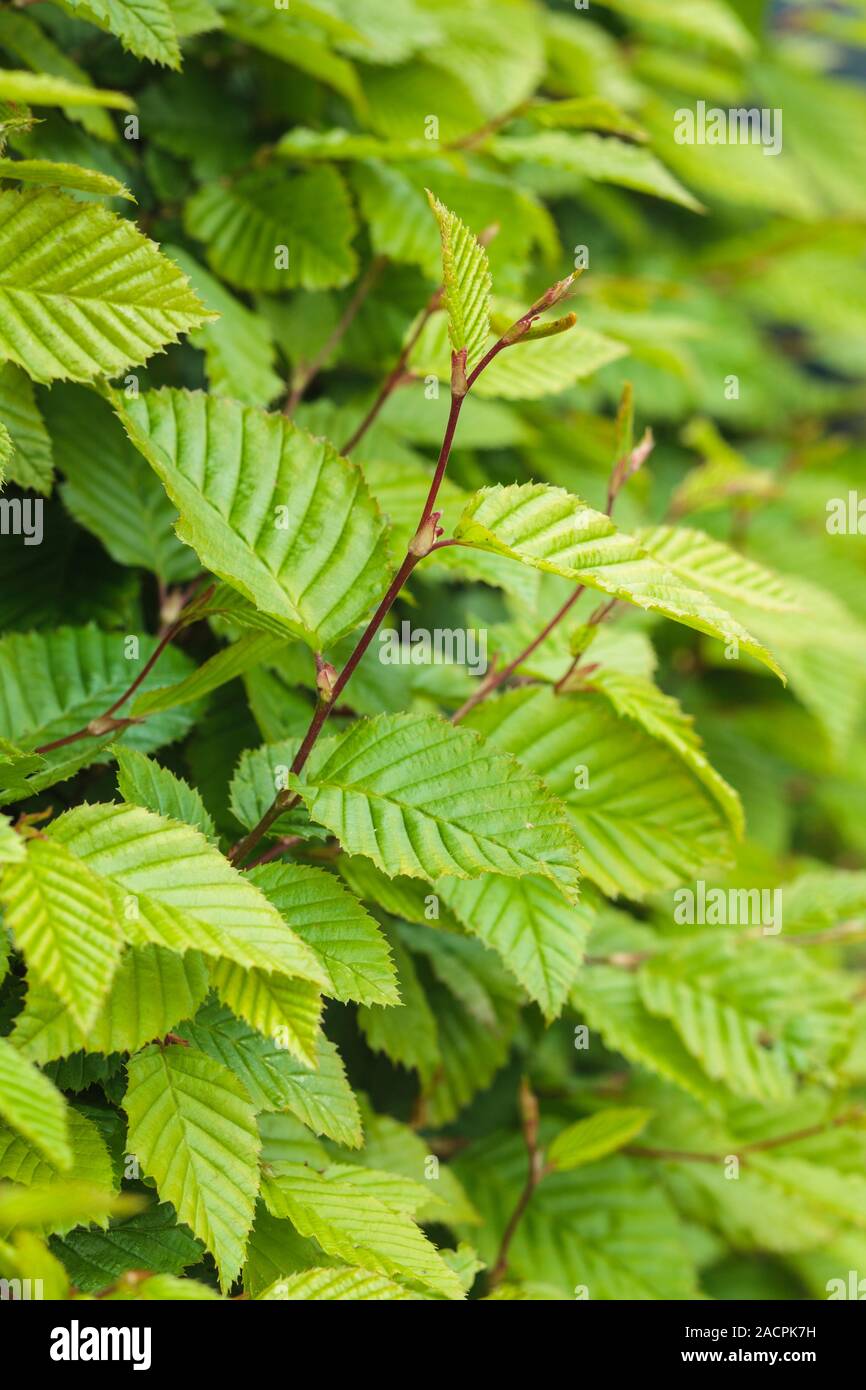 Hornbeam (Carpinus betulus) hedge Stock Photo - Alamy