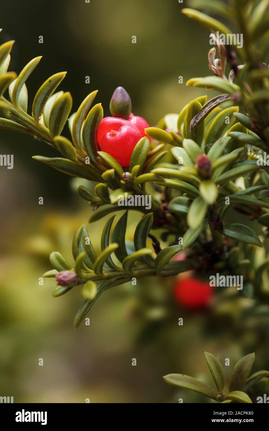 Mountain or snow totara (Podocarpus nivalis Stock Photo - Alamy