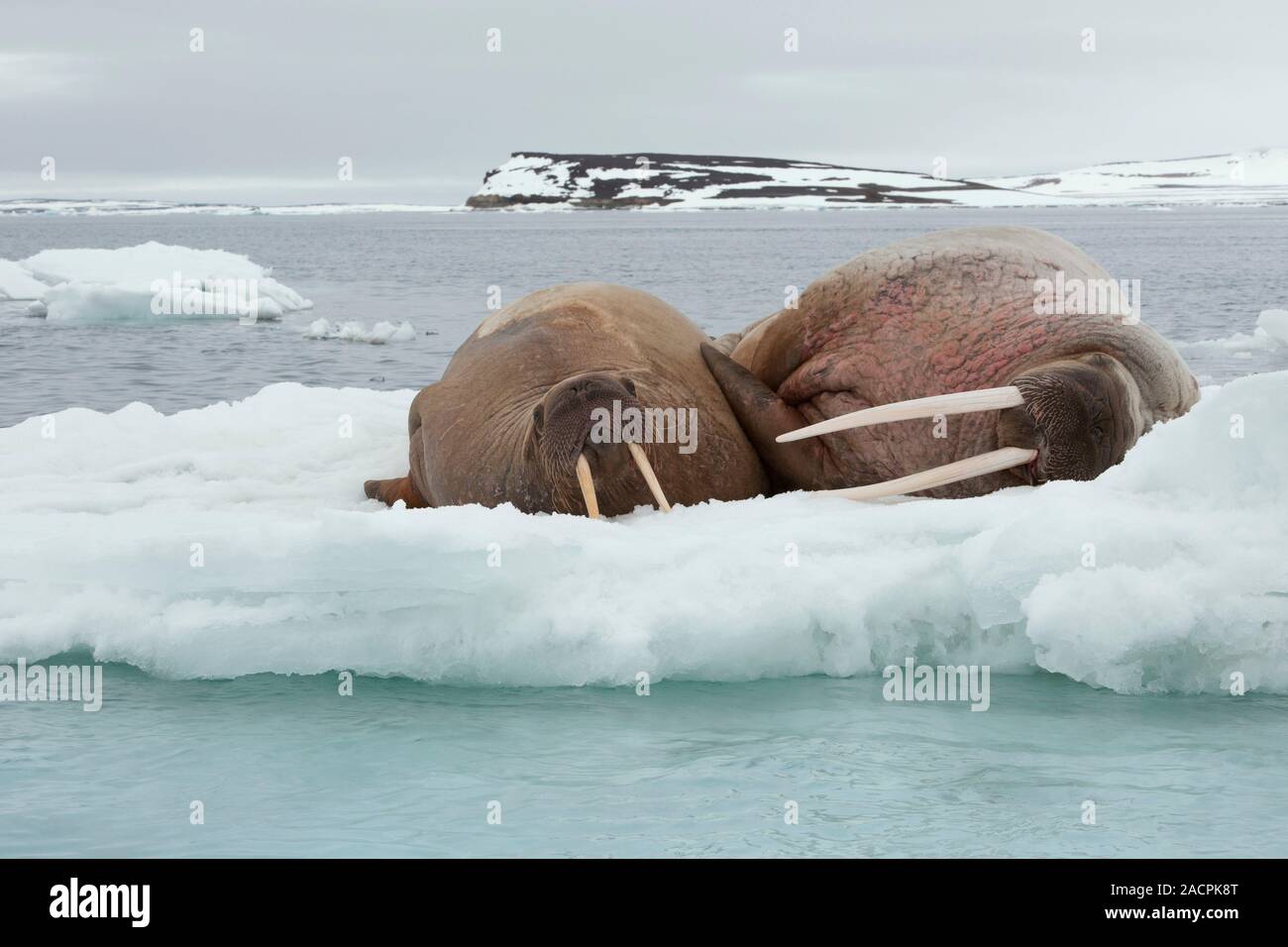 Walrus. Pair of walrus (Odobenus rosmarus) resting on a sheet of sea ...
