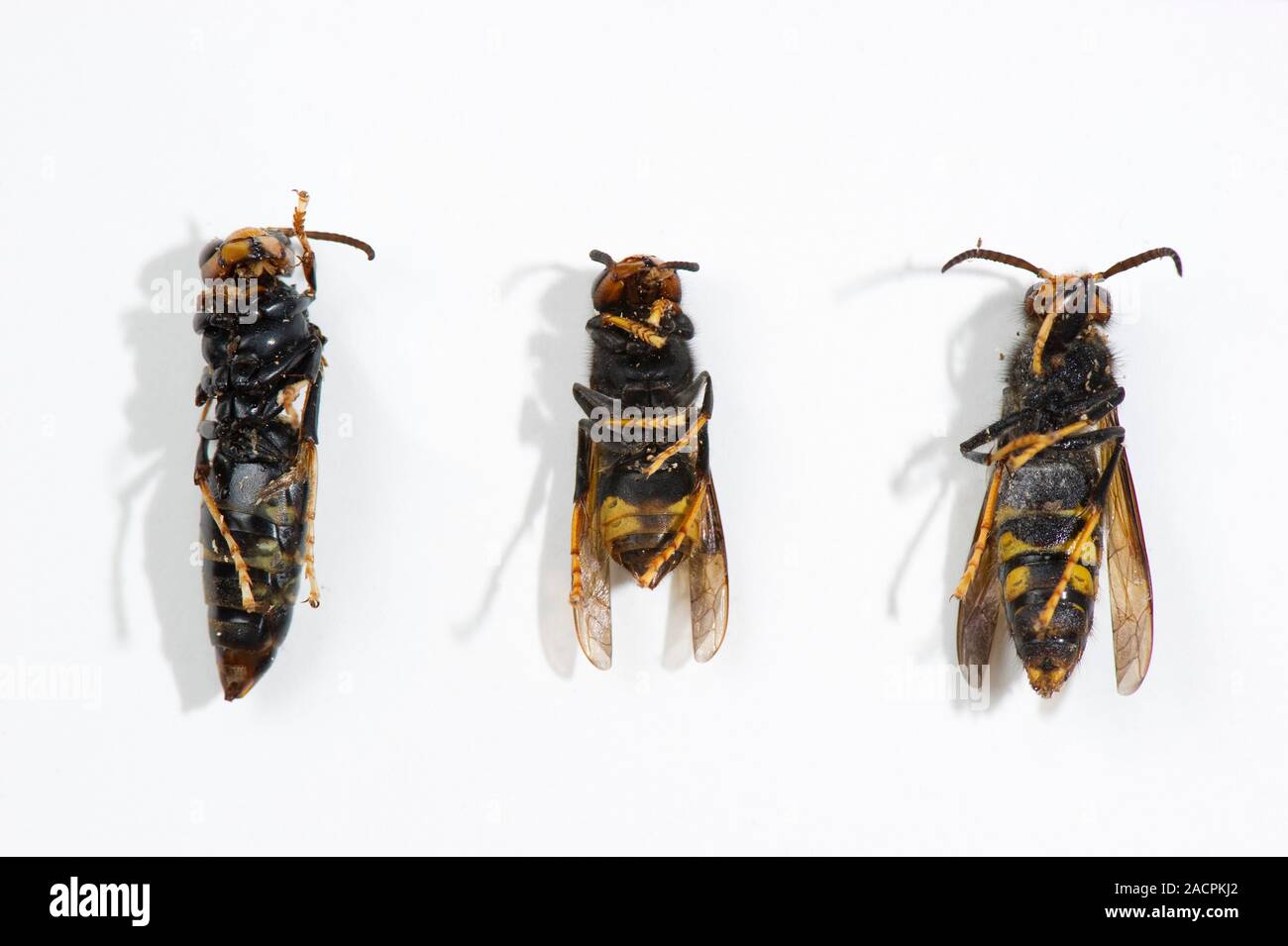 Asian wasp research. Asian predatory wasps (Vespa velutina) that have ...