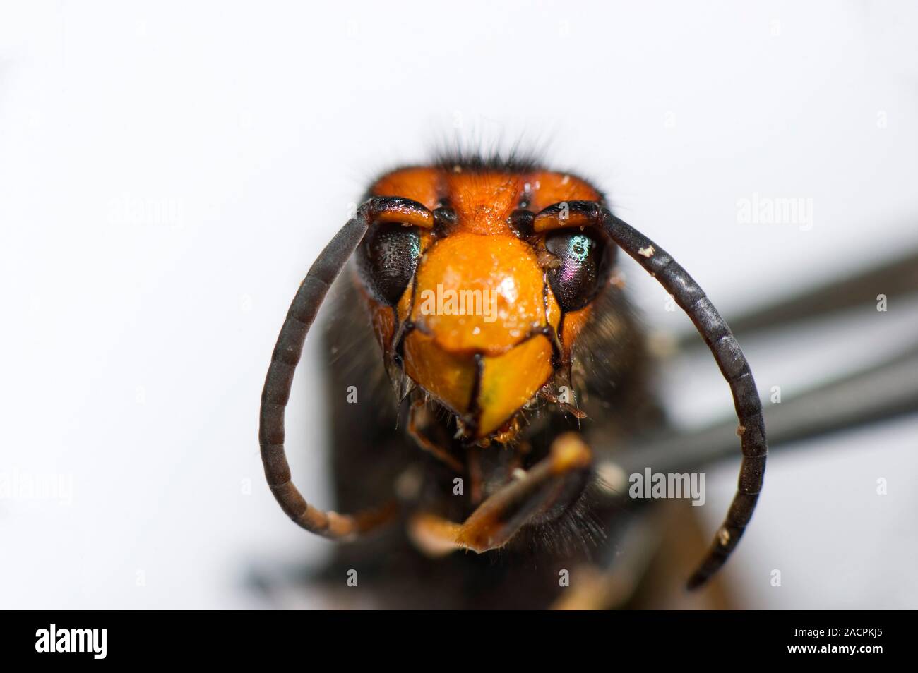 Asian wasp research. Close-up of the head of a male Asian predatory ...