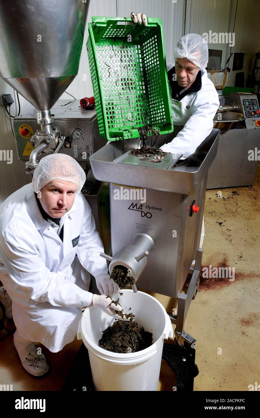 Manufacture of algae-based food products. Men working at a factory that ...