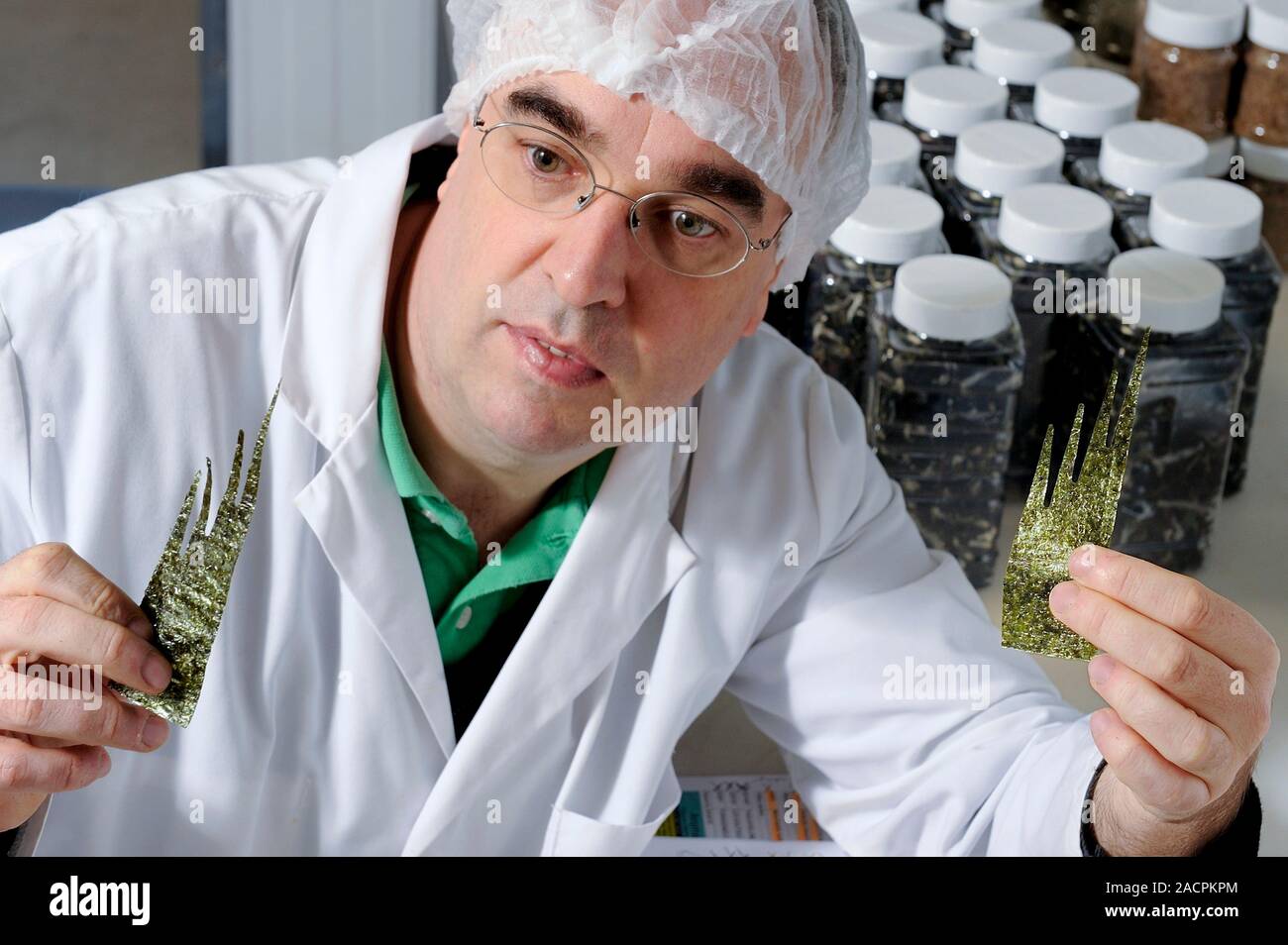 Manufacture of algae-based food products. Factory worker holding sheets ...