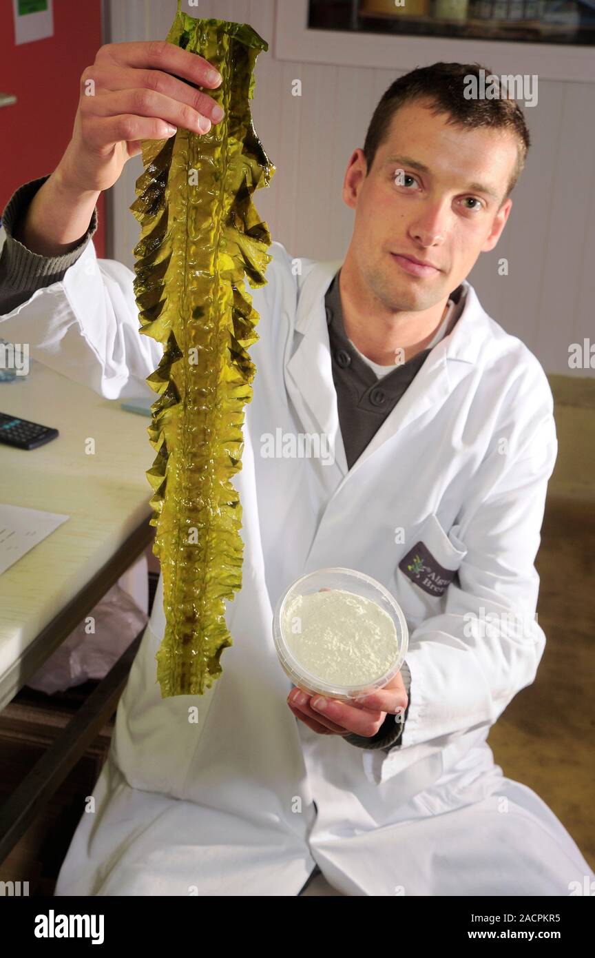 Sodium alginate bead production. Scientist researching the production ...