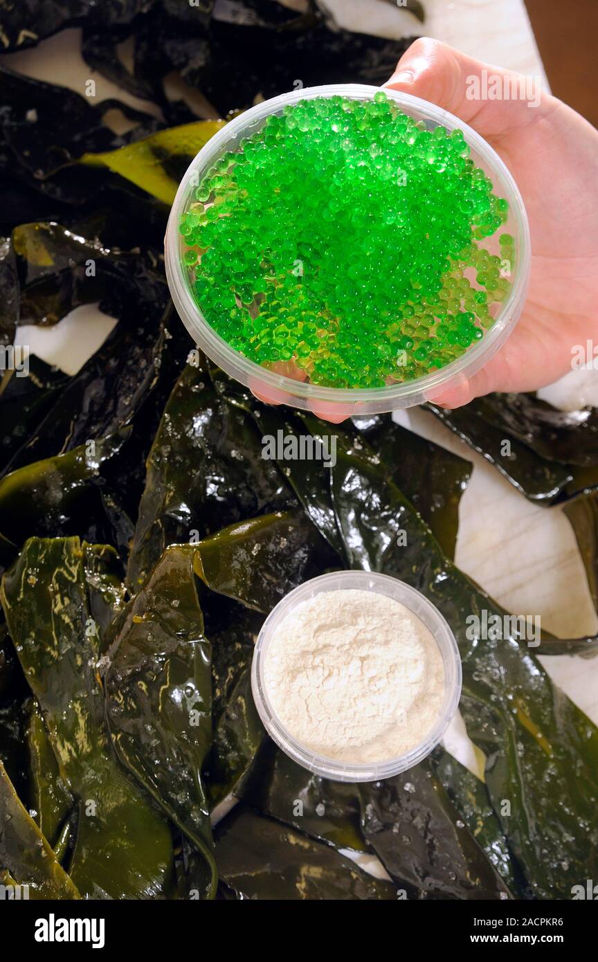 Sodium alginate bead production. Scientist holding sodium alginate ...
