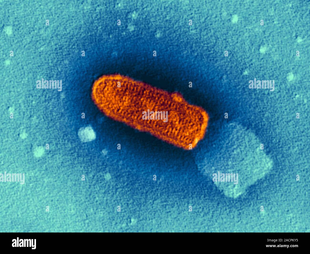 Vesicular stomatitis virus. Coloured transmission electron micrograph ...