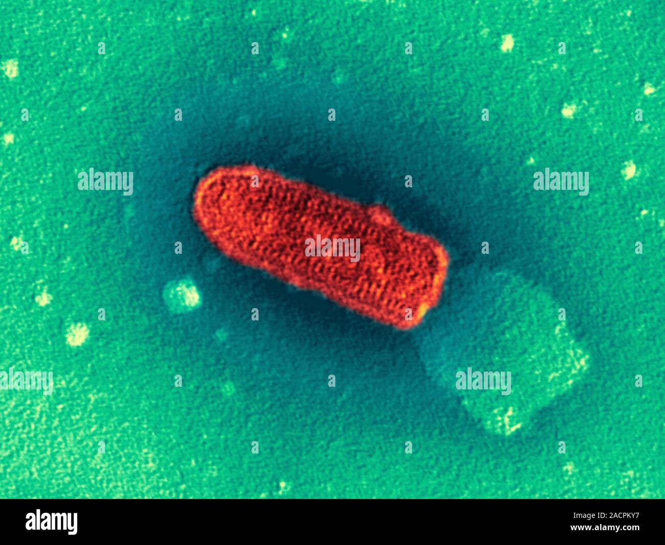 Vesicular stomatitis virus. Coloured transmission electron micrograph ...