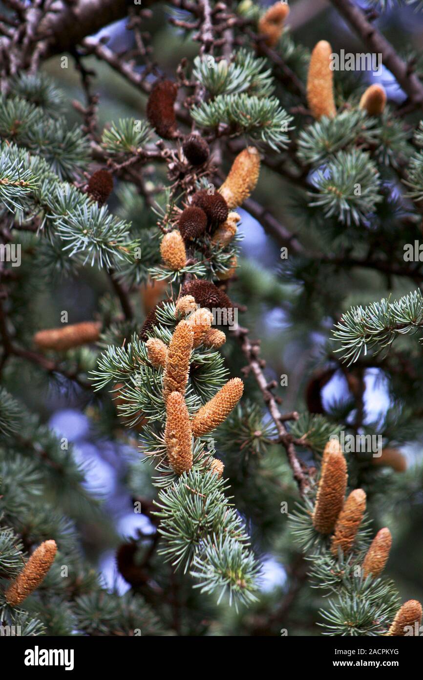 Atlas Cedar (Cedrus atlantica 'Glauca') male catkins Stock Photo - Alamy