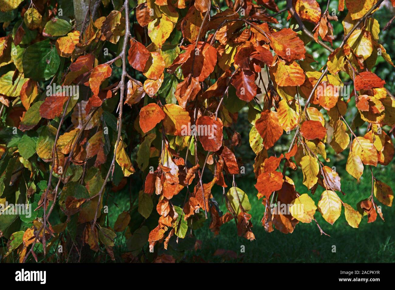 Common Beech (Fagus sylvatica) in autumn Stock Photo - Alamy