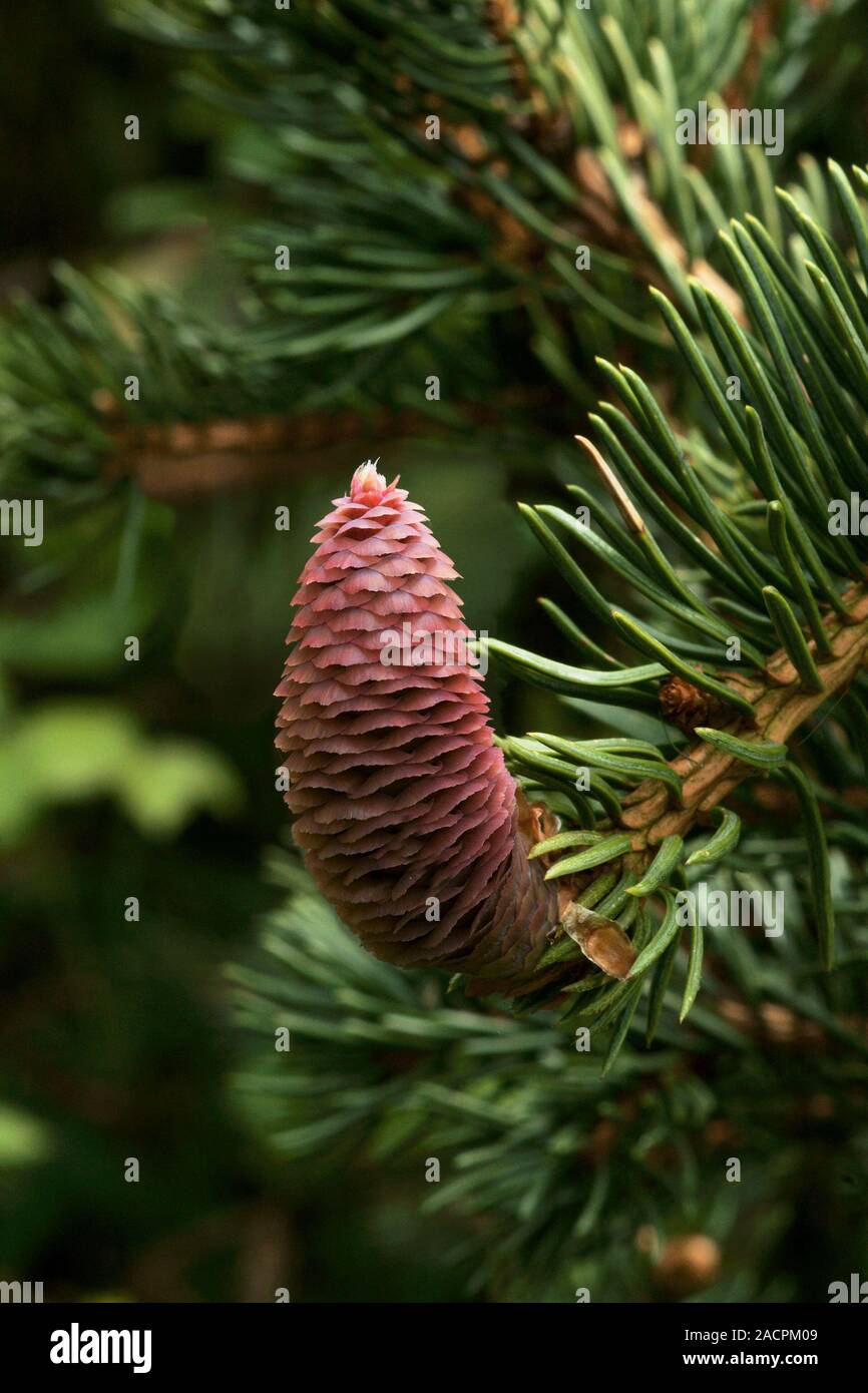 Young cone of a Colorado Spruce (Picea pungens 'Lucky strike') tree ...