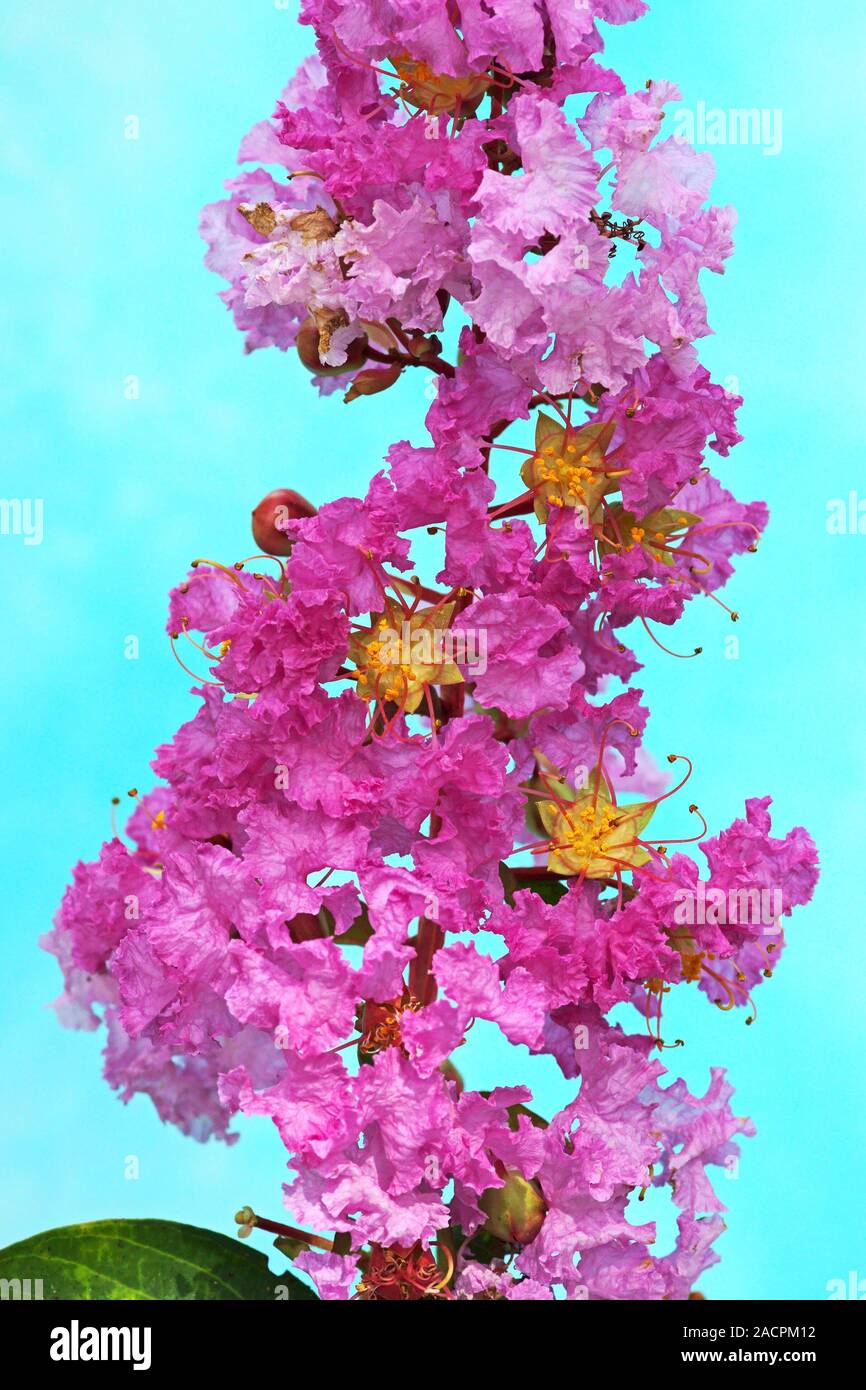 Pride of India (Lagerstroemia speciosa) in flower. Lagerstroemia ...