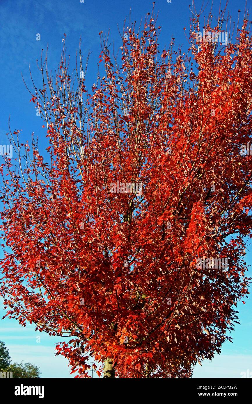 Red Maple (Acer rubrum) in autumn Stock Photo - Alamy