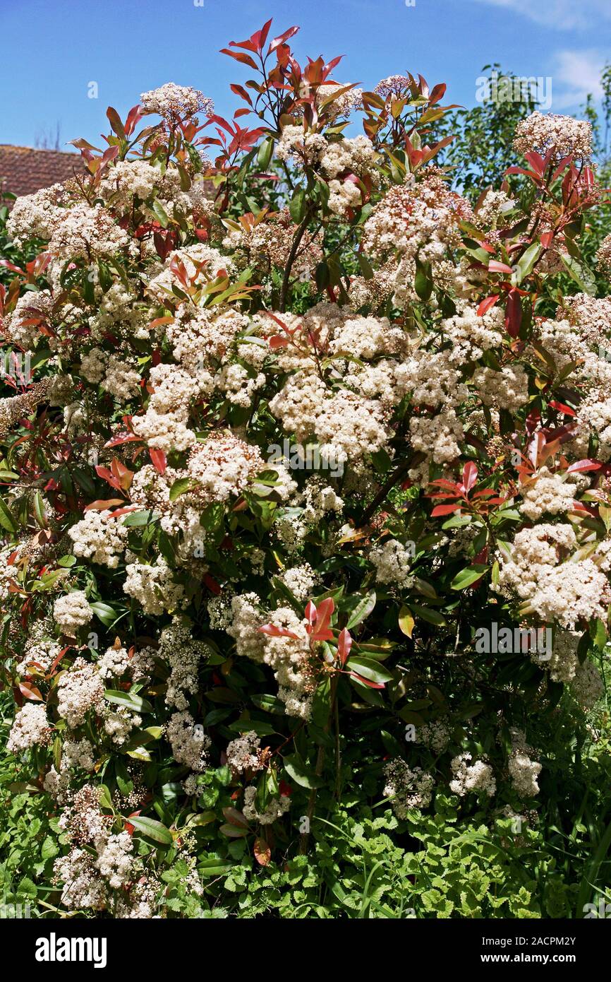 Photinia x fraseri 'Red Robin' flowering in summer Stock Photo - Alamy