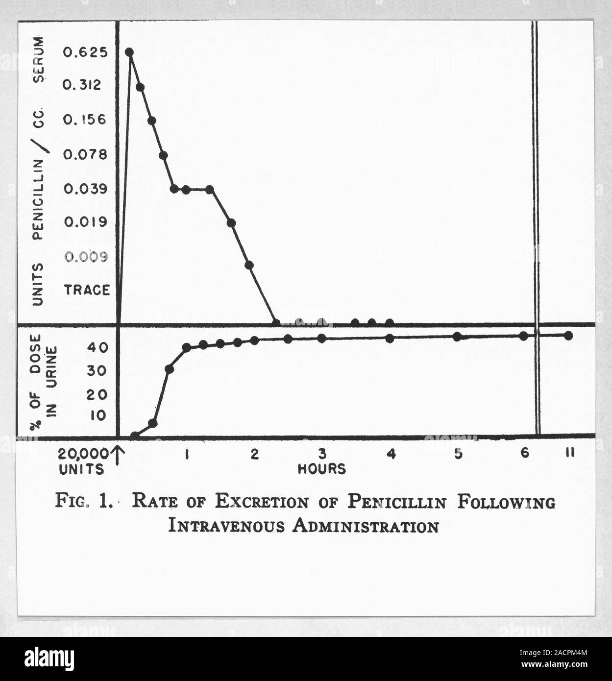 Penicillin research. Graph showing the rate of excretion of the ...