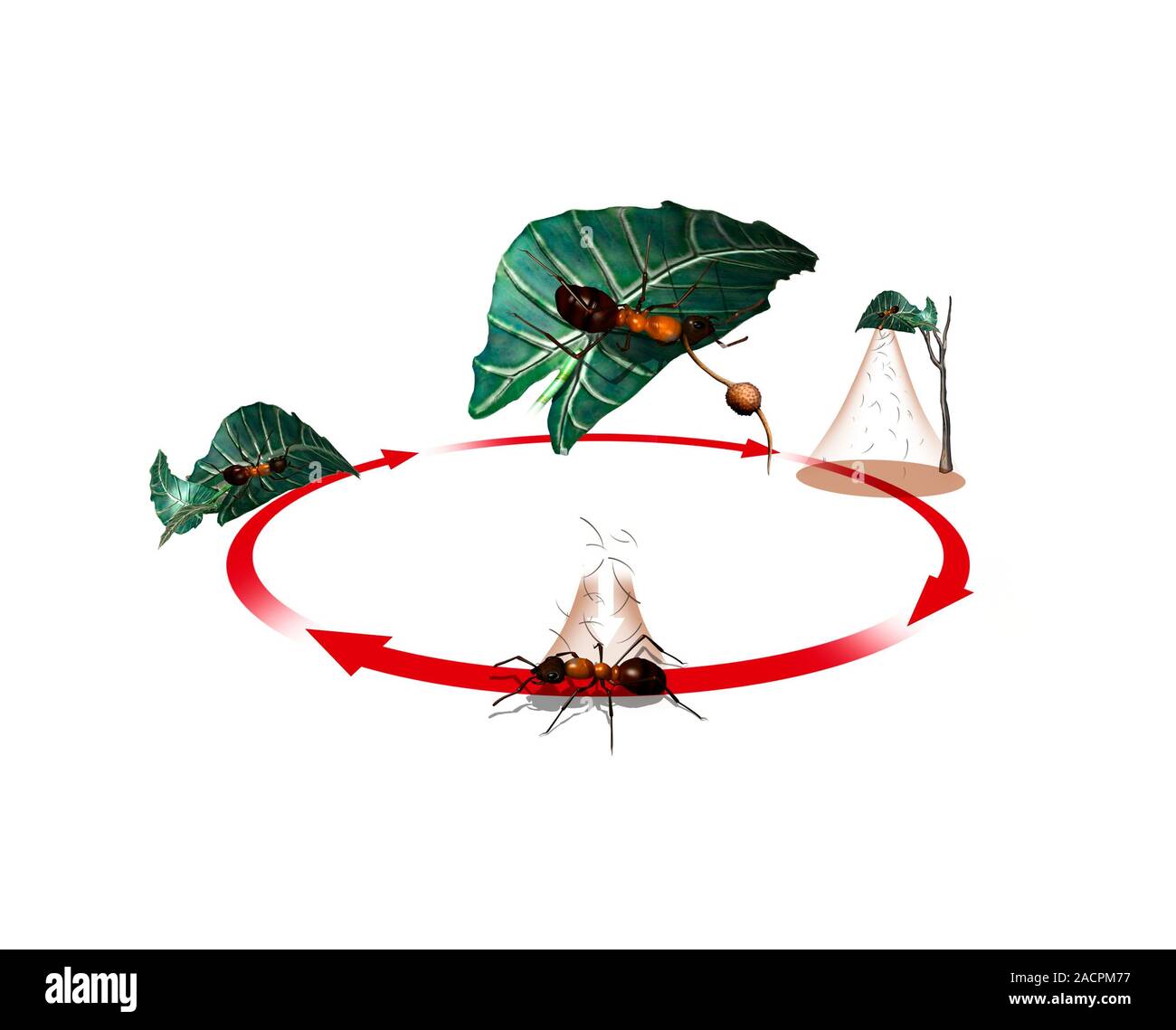 Zombie ant fungus life-cycle. Computer artwork showing the life cycle ...
