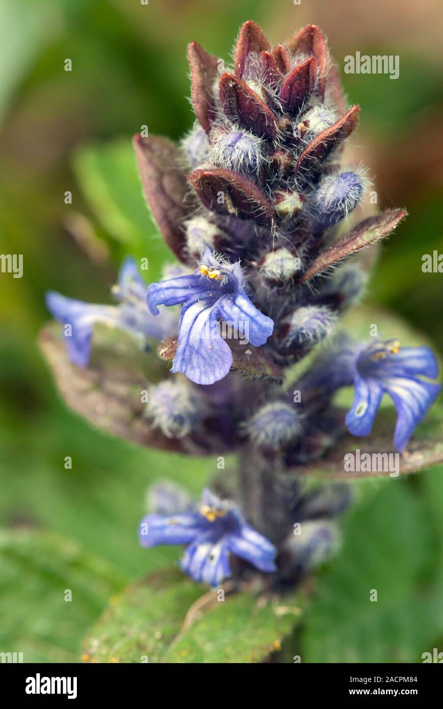 Bugle (Ajuga reptans) in flower. This plant rarely grows more than 15 ...