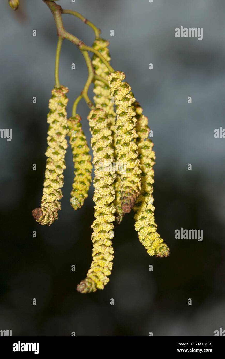 Male alder (Alnus glutinosa) catkins beginning to mature in the spring ...