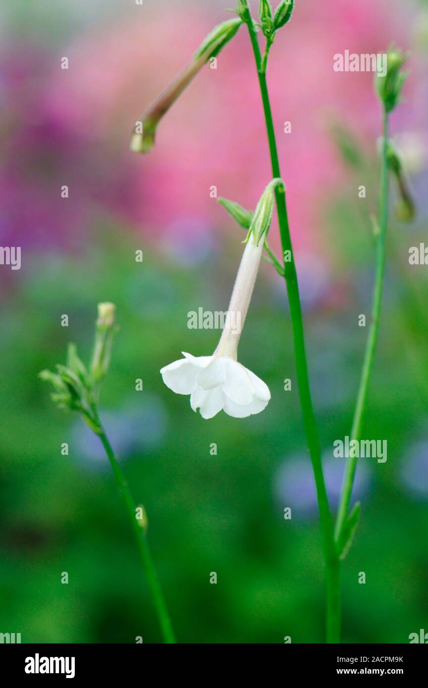 Tobacco Plant (Nicotiana suaveolens) flowering in summer Stock Photo ...