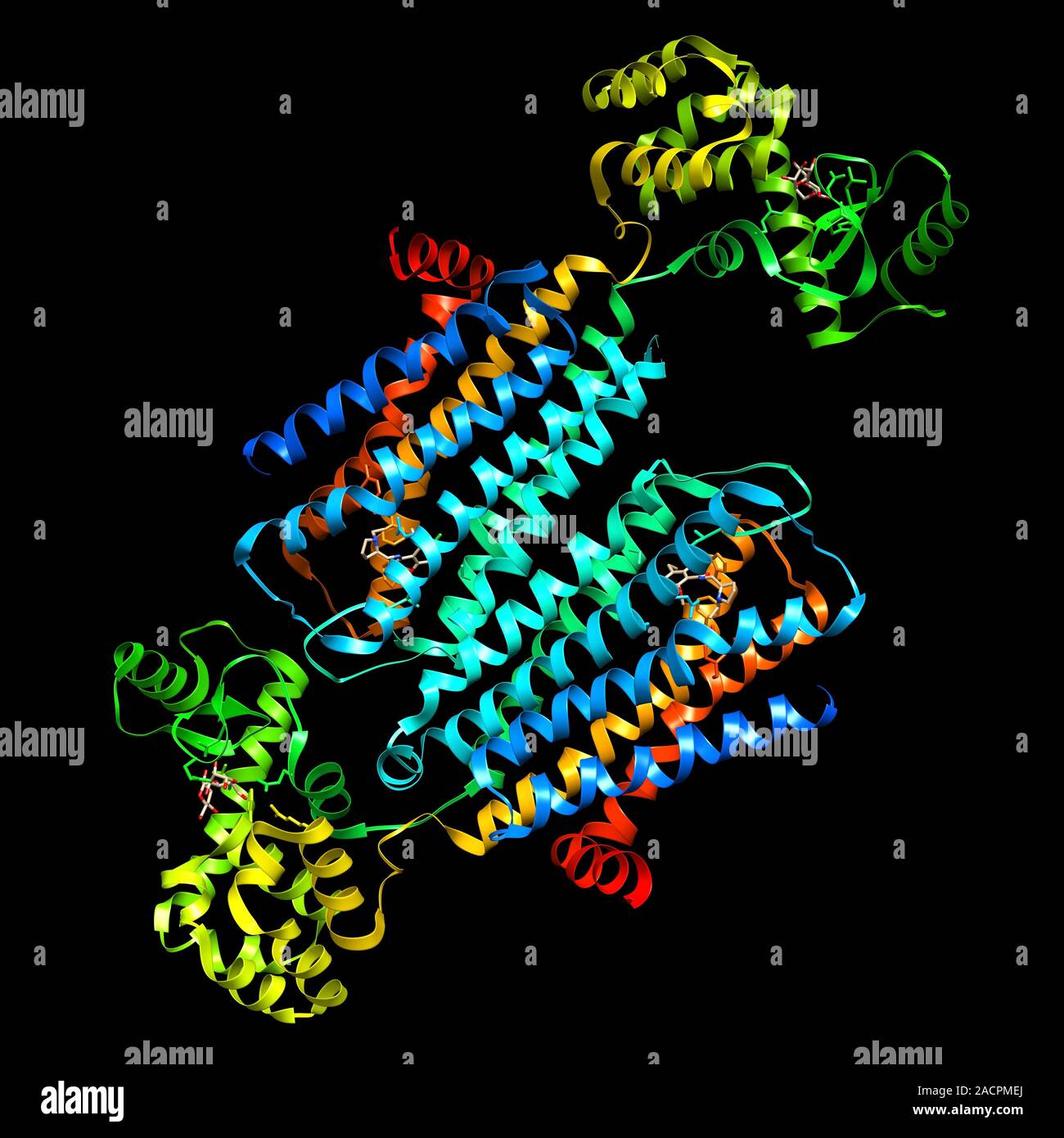 D(3) dopamine receptor is a protein that in humans is encoded by the ...