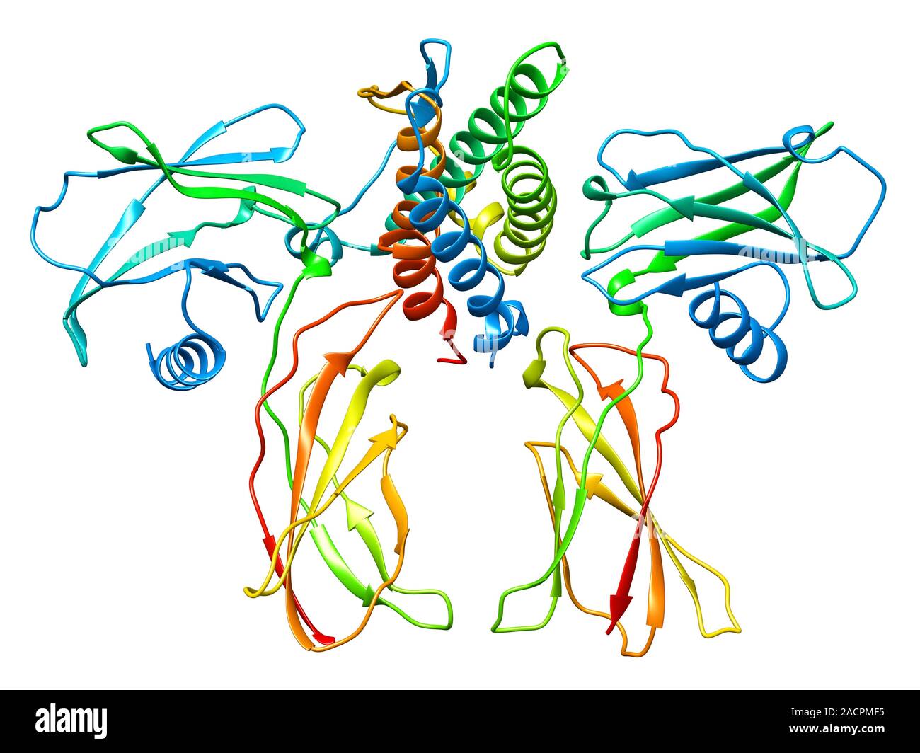 Erythropoietin hormone complex. Computer model showing the secondary ...