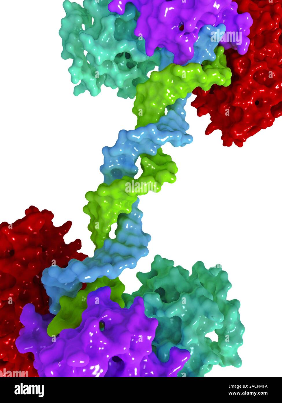 Human PARP-1 (Poly(ADP-ribose)-Polymerase-1) bound to a DNA double ... Human PARP-1 (Poly(ADP-ribose)-Polymerase-1) bound to a DNA double ...