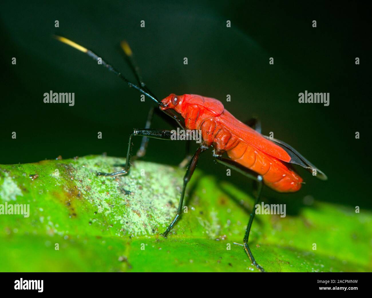 True bug, order Hemiptera. Photographed in Borneo Stock Photo - Alamy