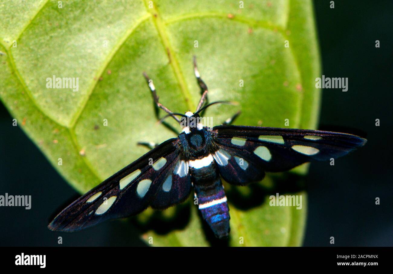 Rainforest moth (family Syntomidae), Borneo Stock Photo - Alamy