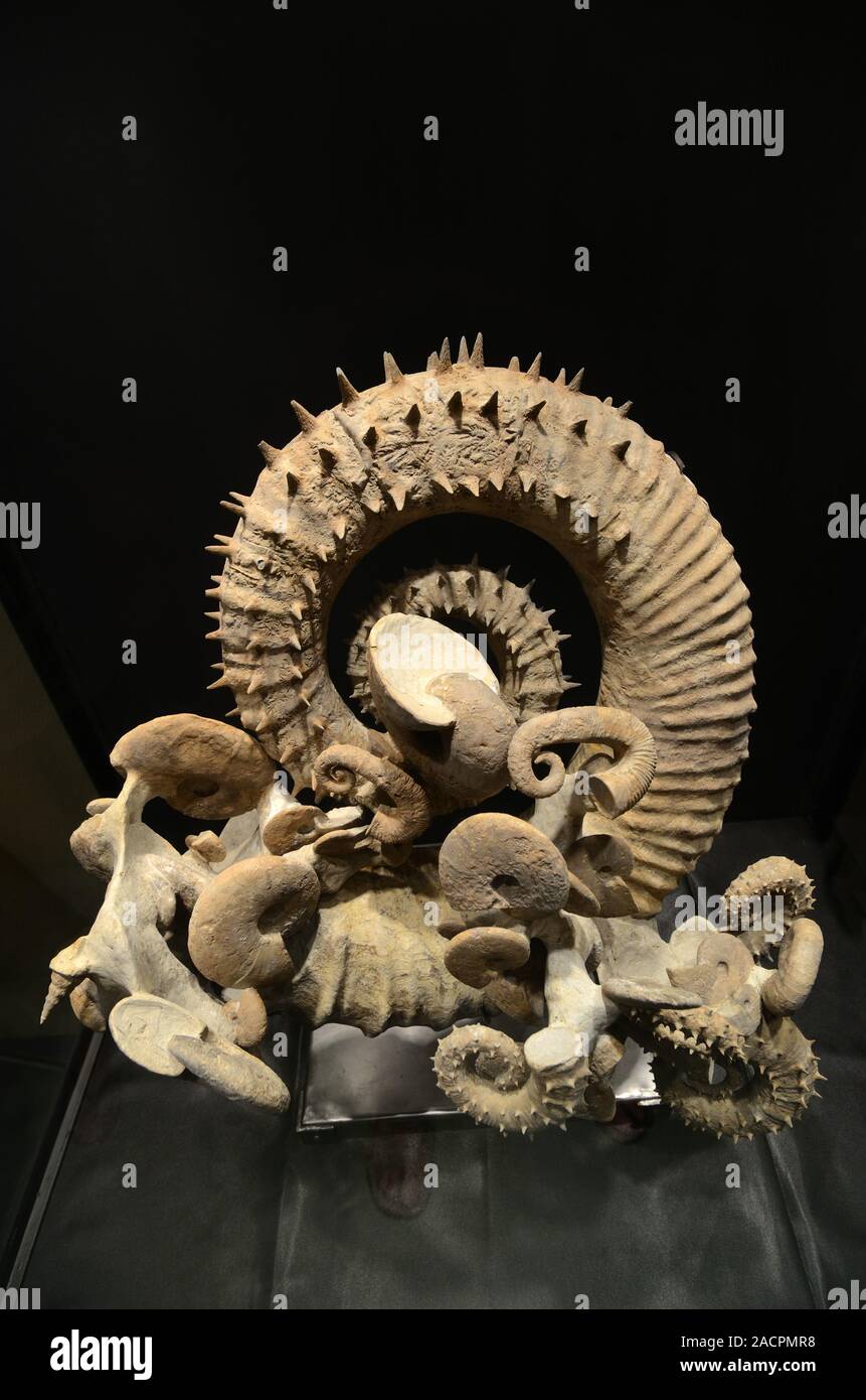 Ammonite fossils. Ammonites, now extinct, were marine invertebrate ...