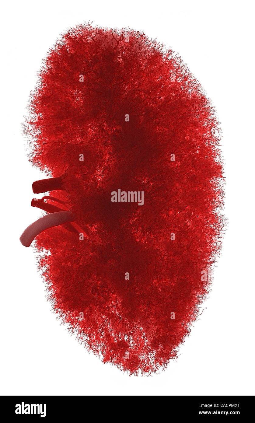 Resin cast of the blood supply to a human kidney, showing the dense ...