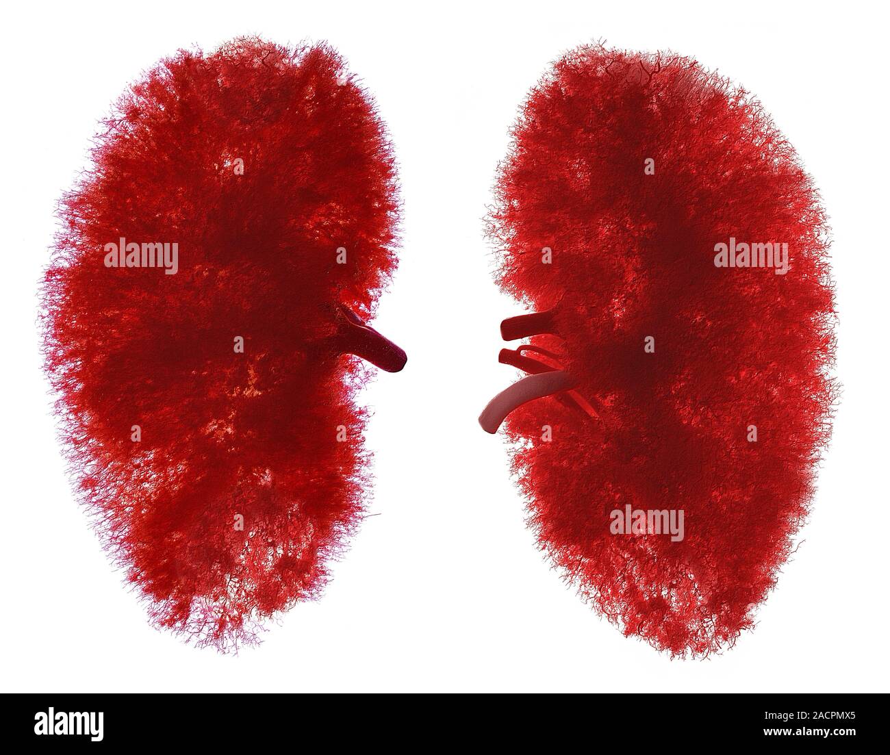 Resin cast of the blood supply to human kidneys, showing the dense ...