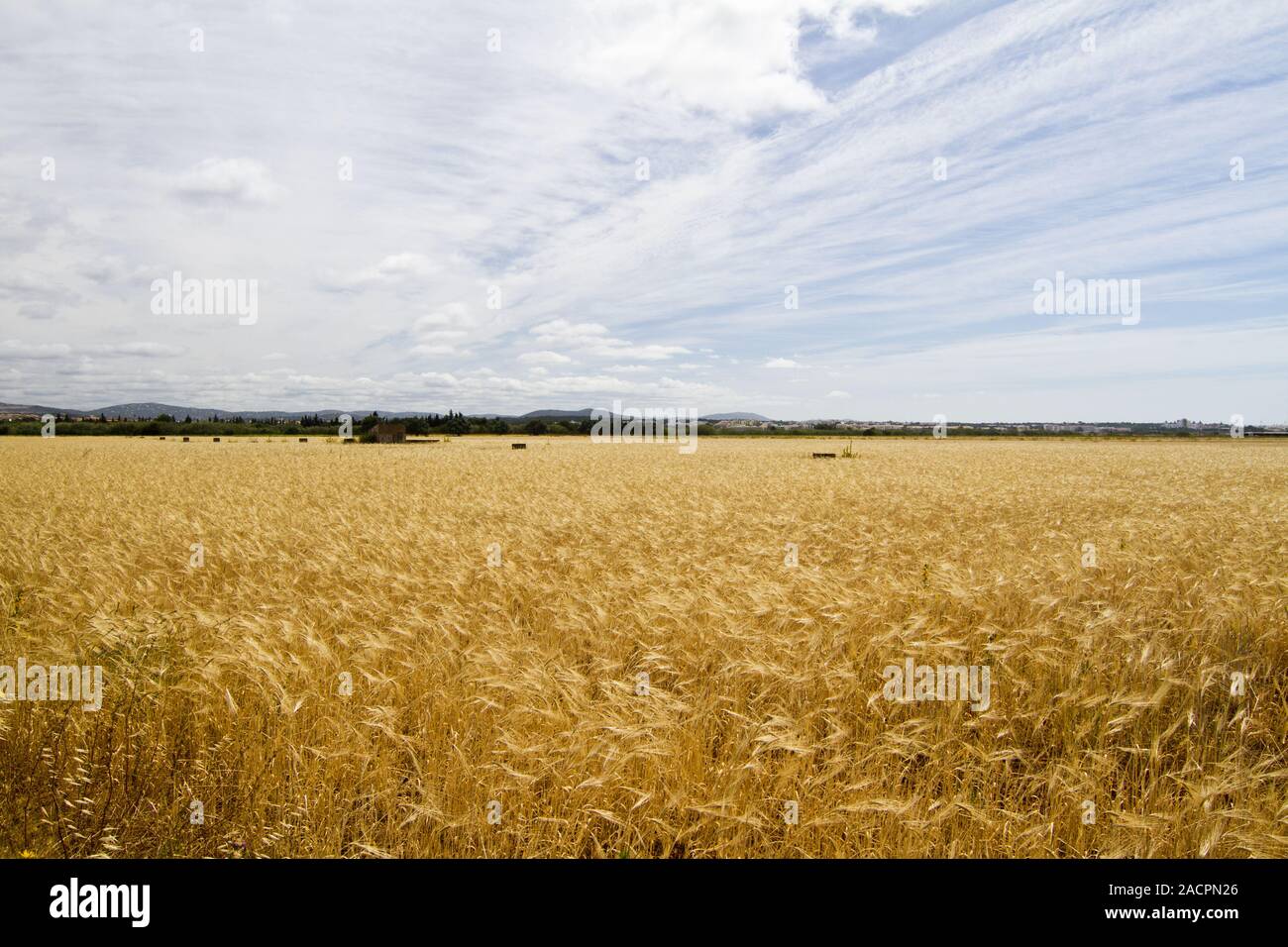Wheat plantation hi-res stock photography and images - Alamy