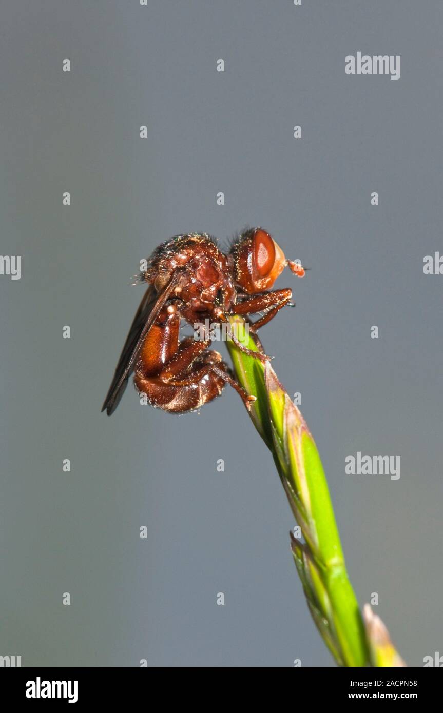 Conopid fly (Myopa buccata) on a plant. Conopid flies (family Conopidae) are common throughout ...