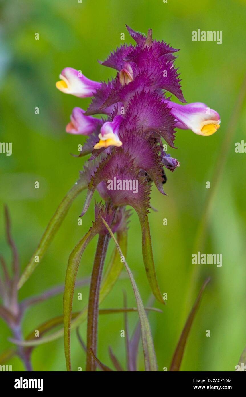 Crested cow-wheat (Melampyrum cristatum) in flower. Photographed in the ...