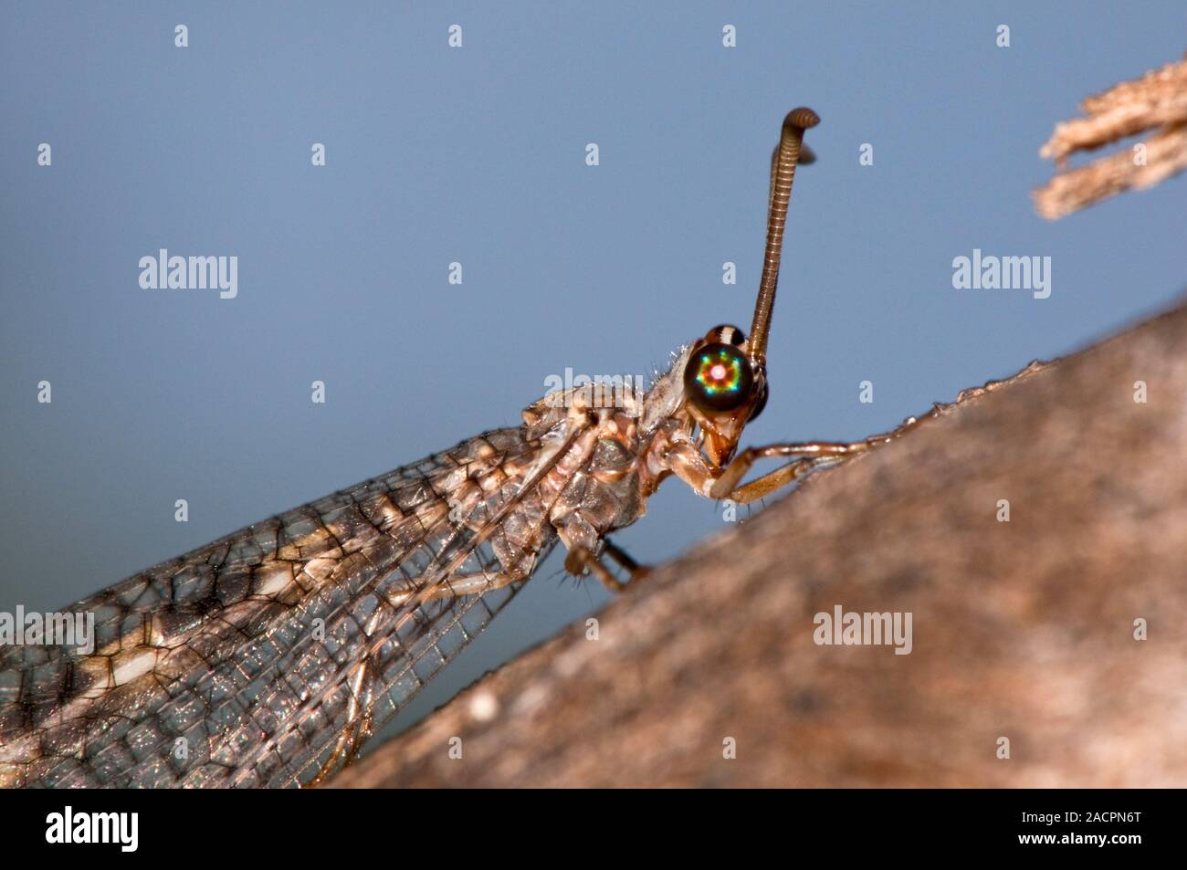 Antlion on a plant. Antlions (family Myrmeleontidae) are flying insects ...