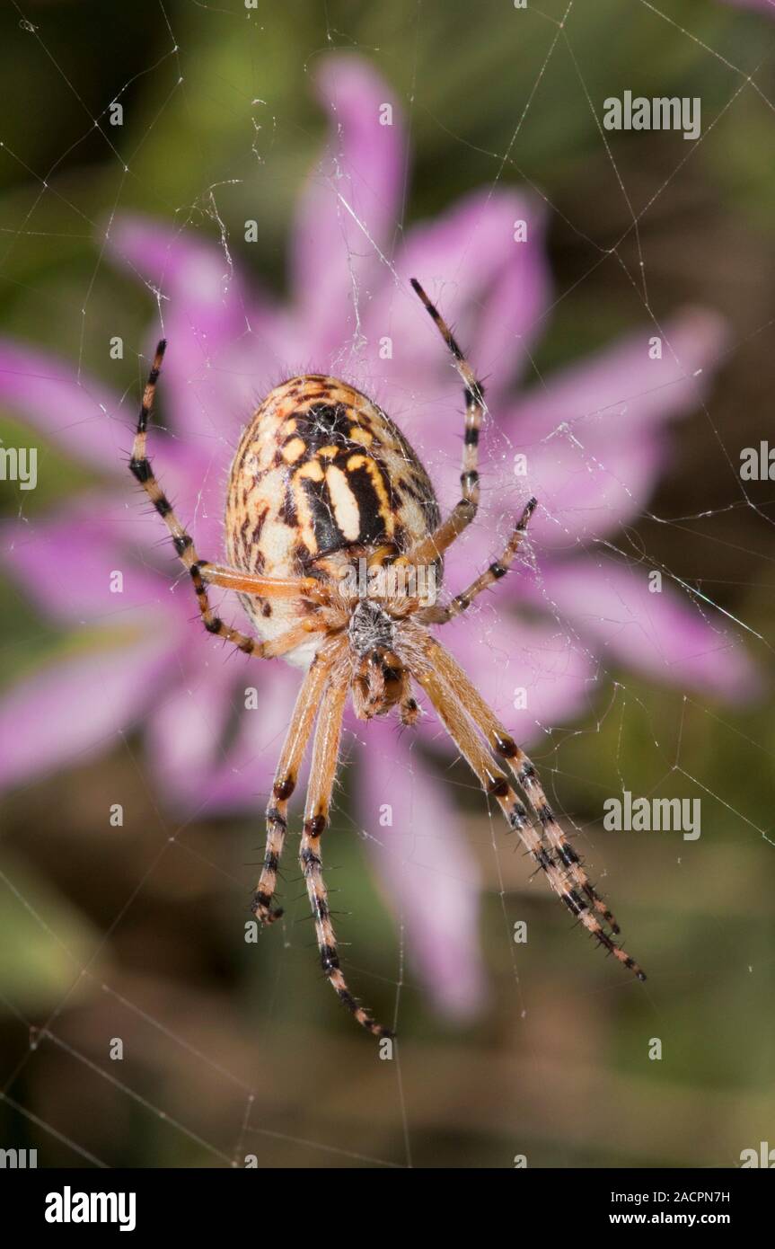 Oak spider (Aculepeira ceropegia) on its web. Photographed in Tenerife ...
