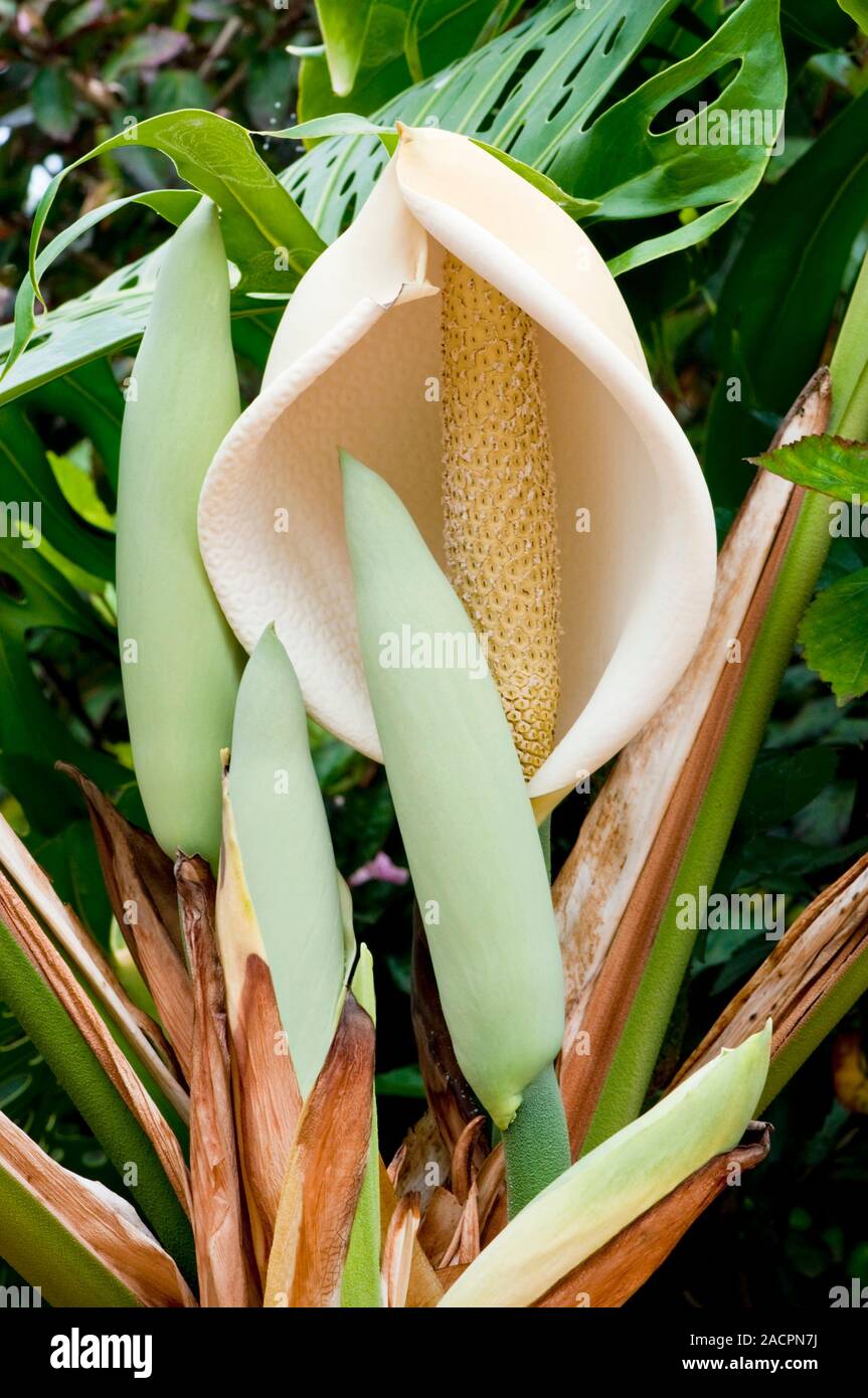 Cheese plant (Monstera deliciosa) flowers. Photographed in Tenerife ...