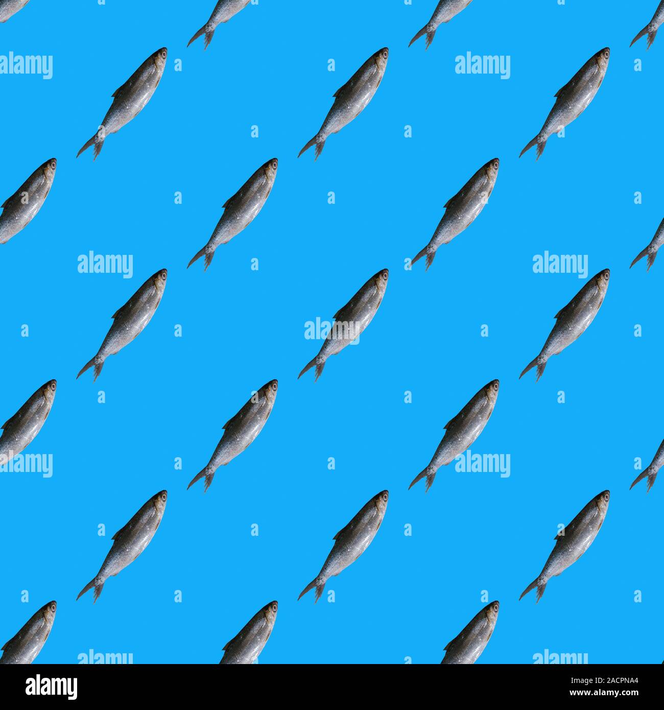 Seafood. Small sea fish, sardines on the blue background. Fish pattern ...
