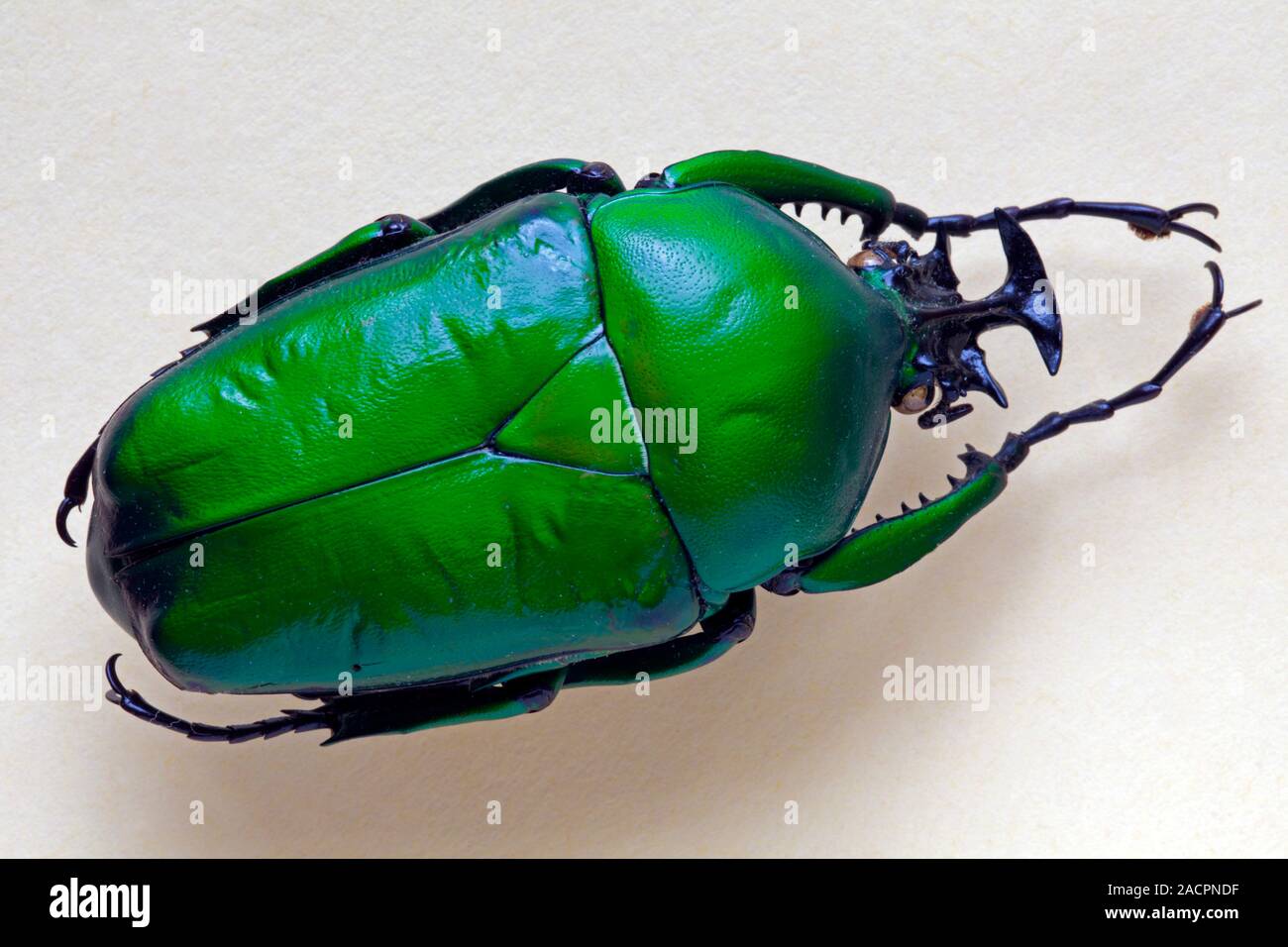 Dicronorrhina johnstoni beetle specimen. The Dicronorrhina beetles are ...