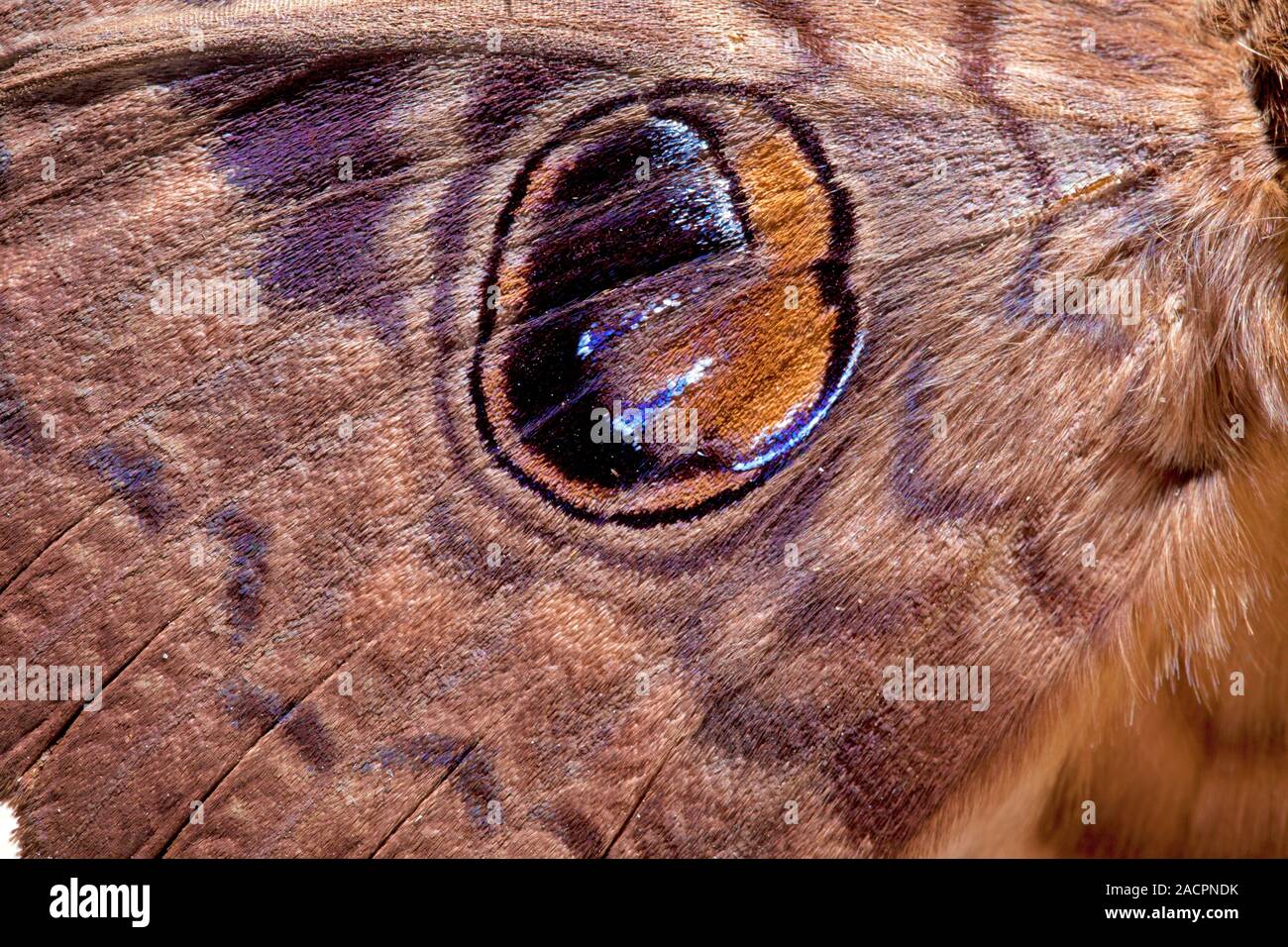 Erebus moth wing markings. This genus was formerly known as Nyctipao ...