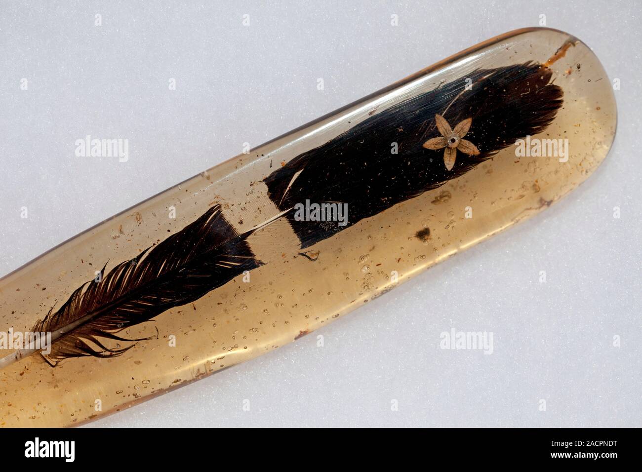 Bird feather in amber. This bird feather, along with a plant seed, has ...