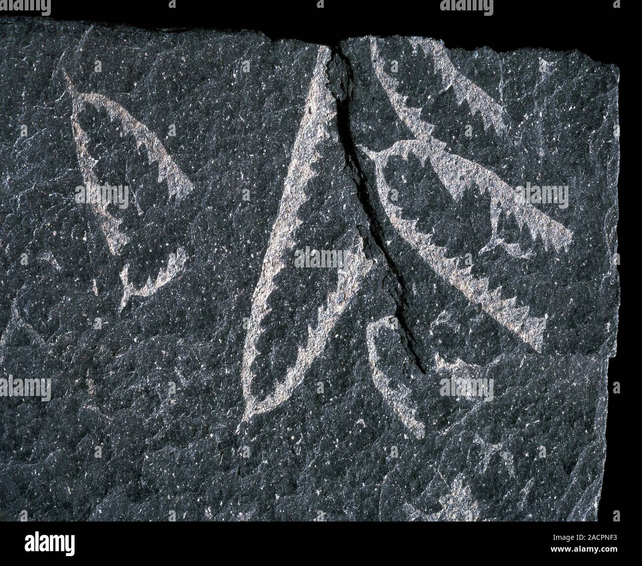 Didymograptus, graptolite fossil. Graptolites are an extinct group of ...